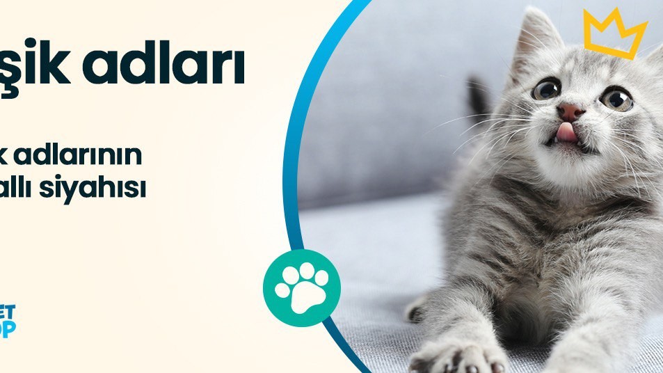 Pişik adları – Ən gözəl pişik adları| Biopet.az