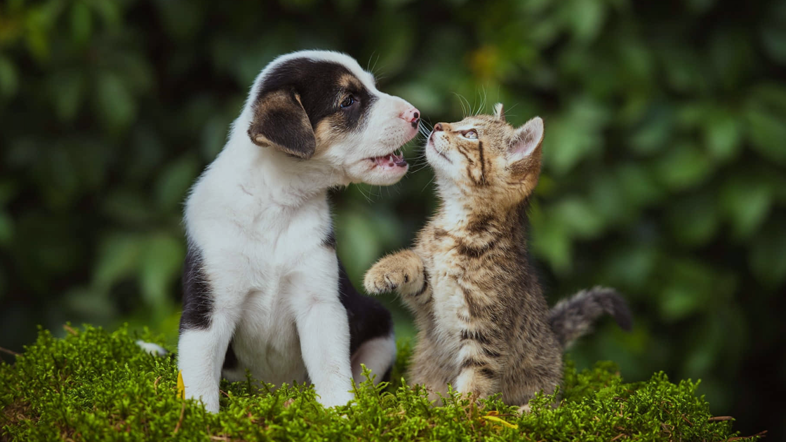 Heyvan yetişdiriciləri / Bələdçi - Zoomagazin Biopet.az – Online ...