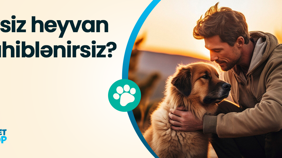 Evsiz heyvan sahiblənmək qərarına gəldiniz: nə etməli
