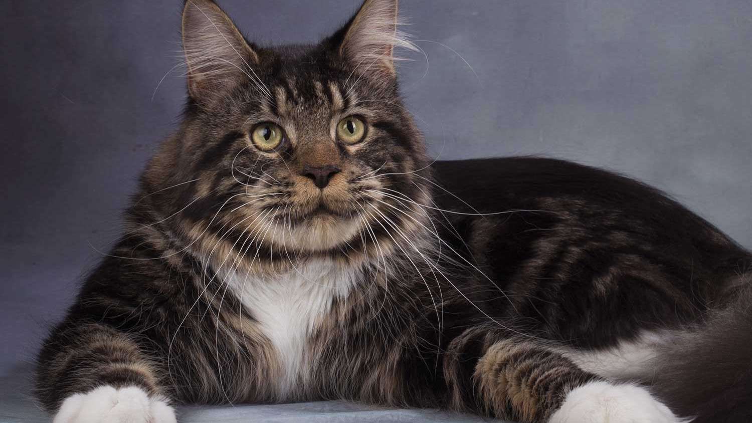 Meyn-kun (Maine coon) haqqında məlumat | Biopet.az