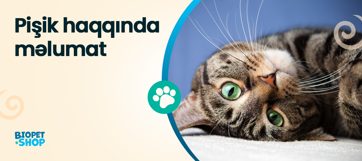 Pişik haqqında detallı məlumat | Biopet.az