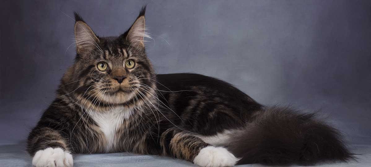Meyn-kun (Maine coon) haqqında məlumat | Biopet.az