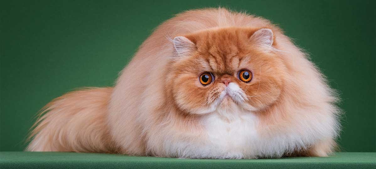 Fars pişiyi (Pers) haqqında məlumat | Biopet.az